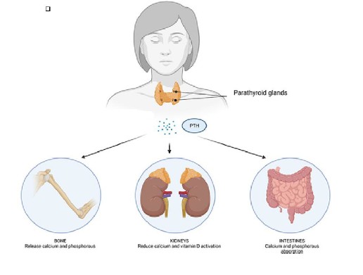 Parathyroid Gland Definition Examples And Forms