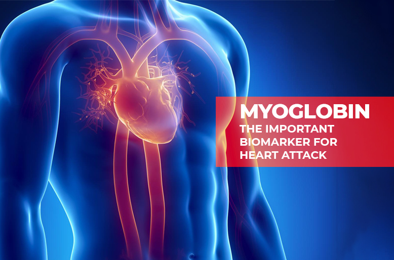 MYOGLOBIN – THE IMPORTANT BIOMARKER FOR HEART ATTACK…