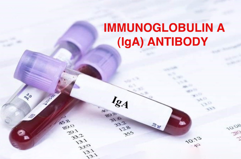IMMUNOGLOBULIN A (IgA) ANTIBODY – YOUR 1ST LINE OF DEFENCE AGAINST ...
