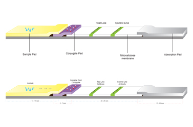 Development and Troubleshooting in Lateral Flow Immunochromatography Assays